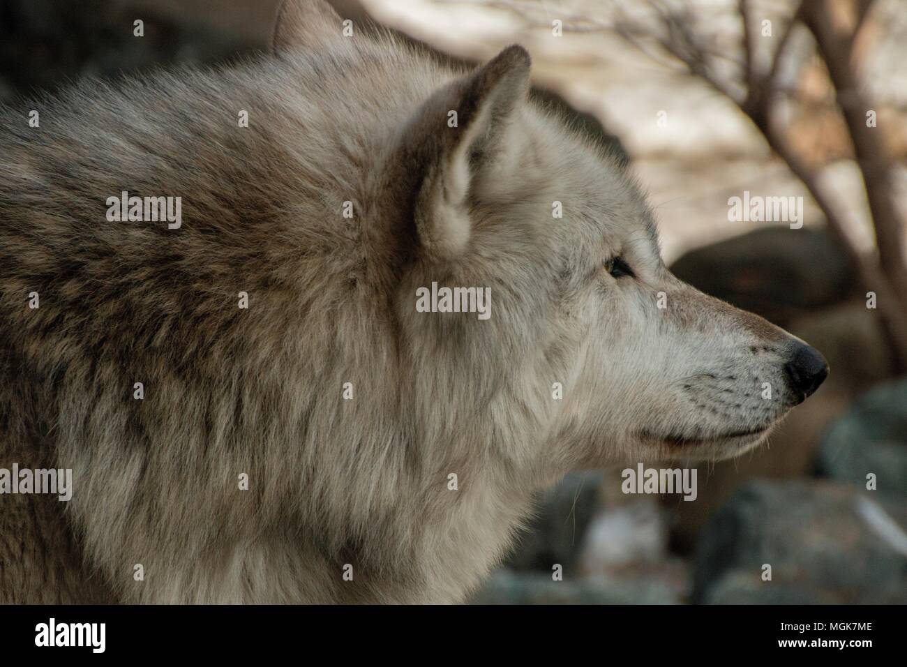 The International Wolf Center in Ely, Minnesota houses several Great ...