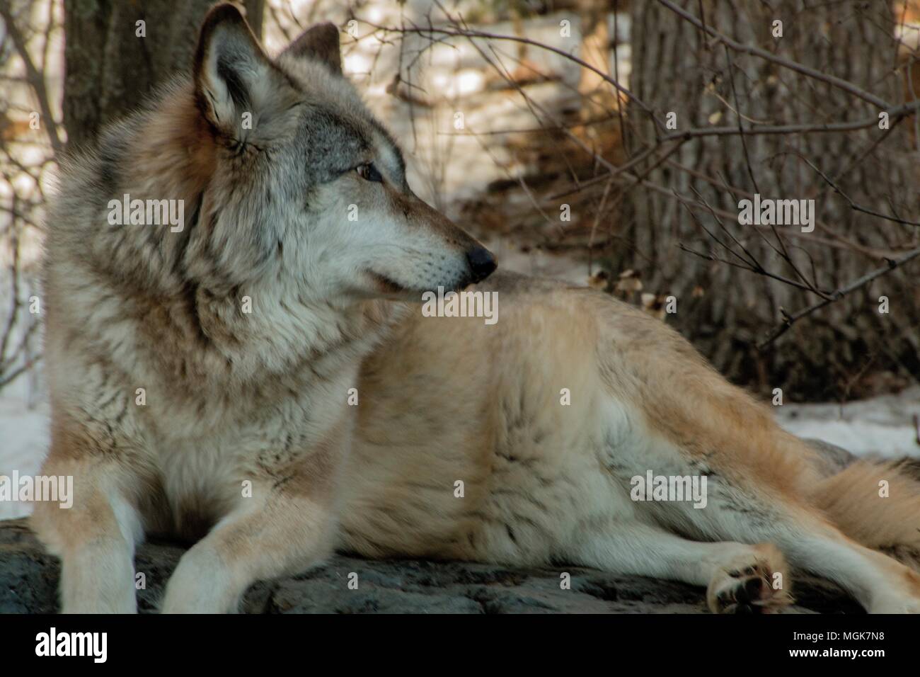 The International Wolf Center in Ely, Minnesota houses several Great ...