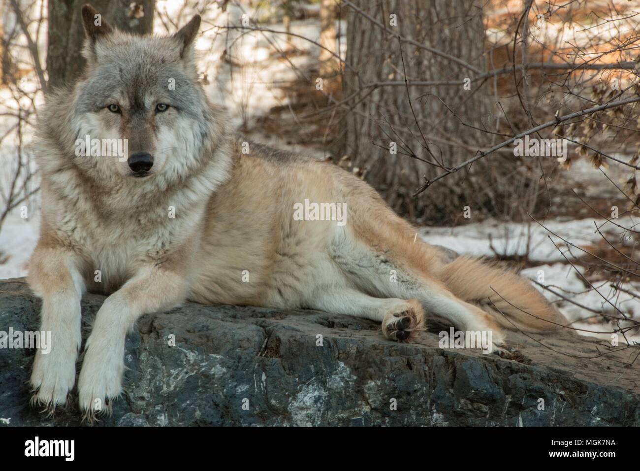 The International Wolf Center in Ely, Minnesota houses several Great Wolves Stock Photo - Alamy