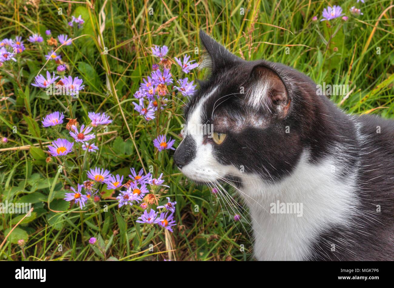 Luna the Adventure Kitty is a feline explorer who travels the midwest ...