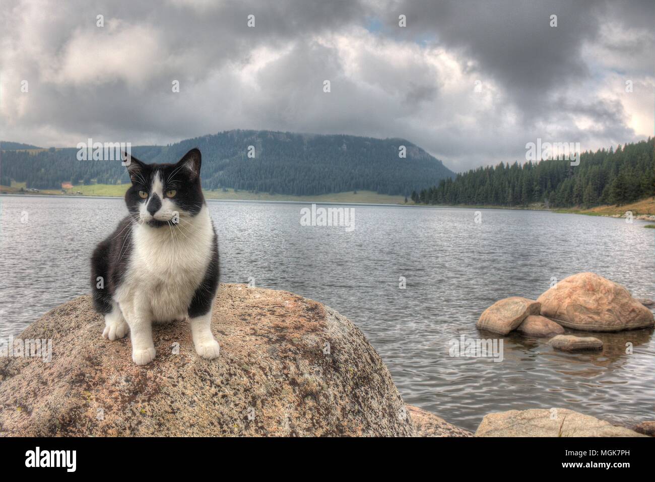 Luna the Adventure Kitty is a feline explorer who travels the midwest ...