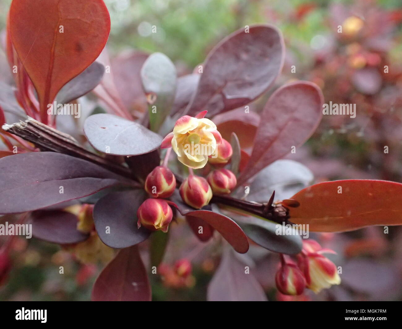 Decaying red flowers hi-res stock photography and images - Alamy