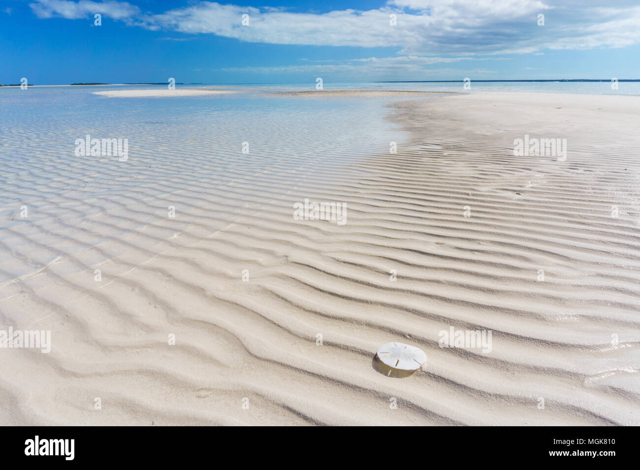Powell Cay, Abaco, Bahamas - a bright white sand dollar sits on a ...
