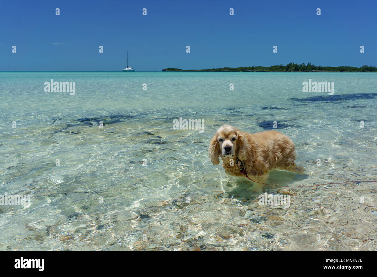 Eleuthera, Bahamas - a cute long-haired cocker spaniel goes for a swim ...