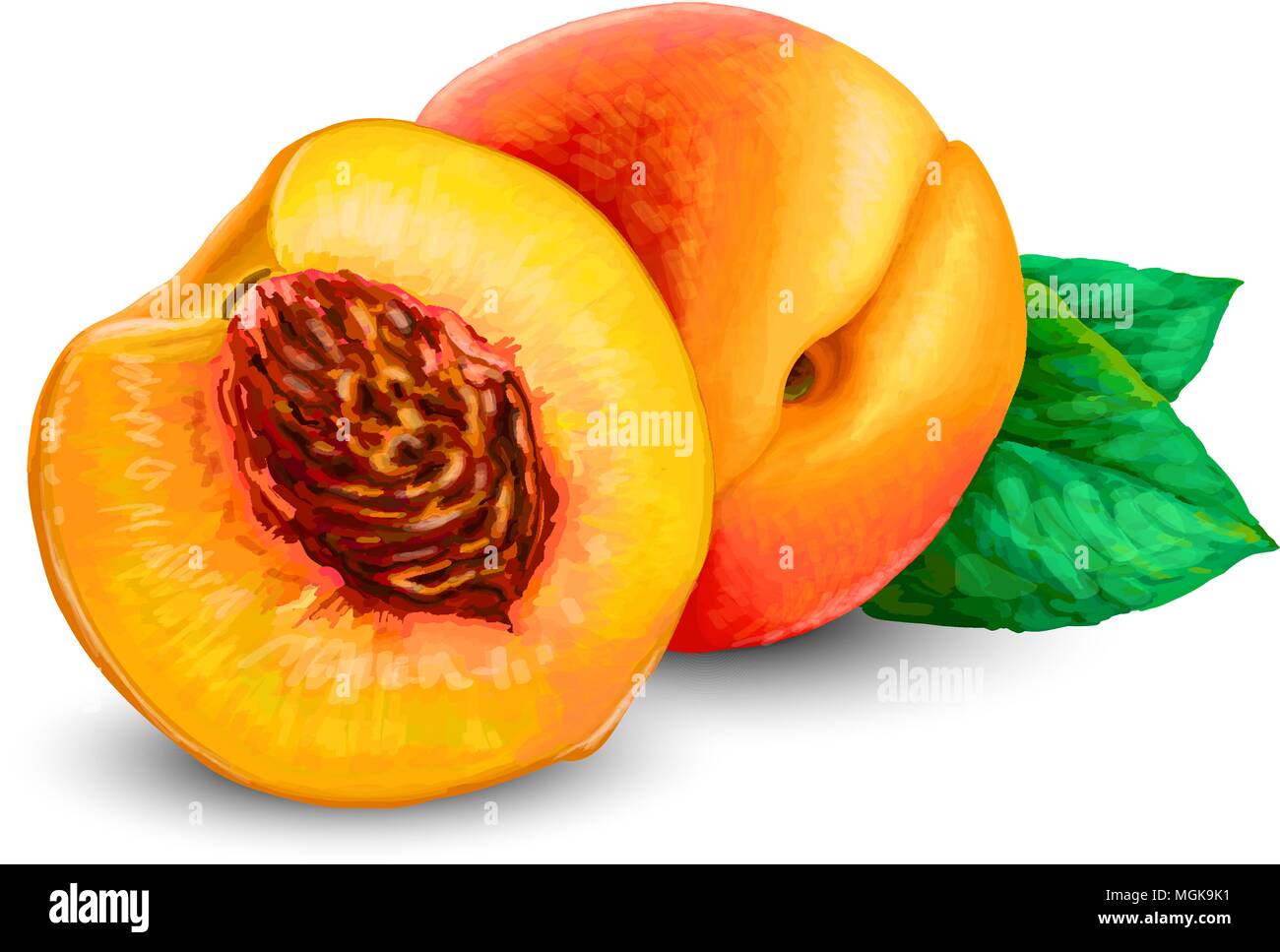 Whole slice fresh ripe Stock Vector Images - Alamy