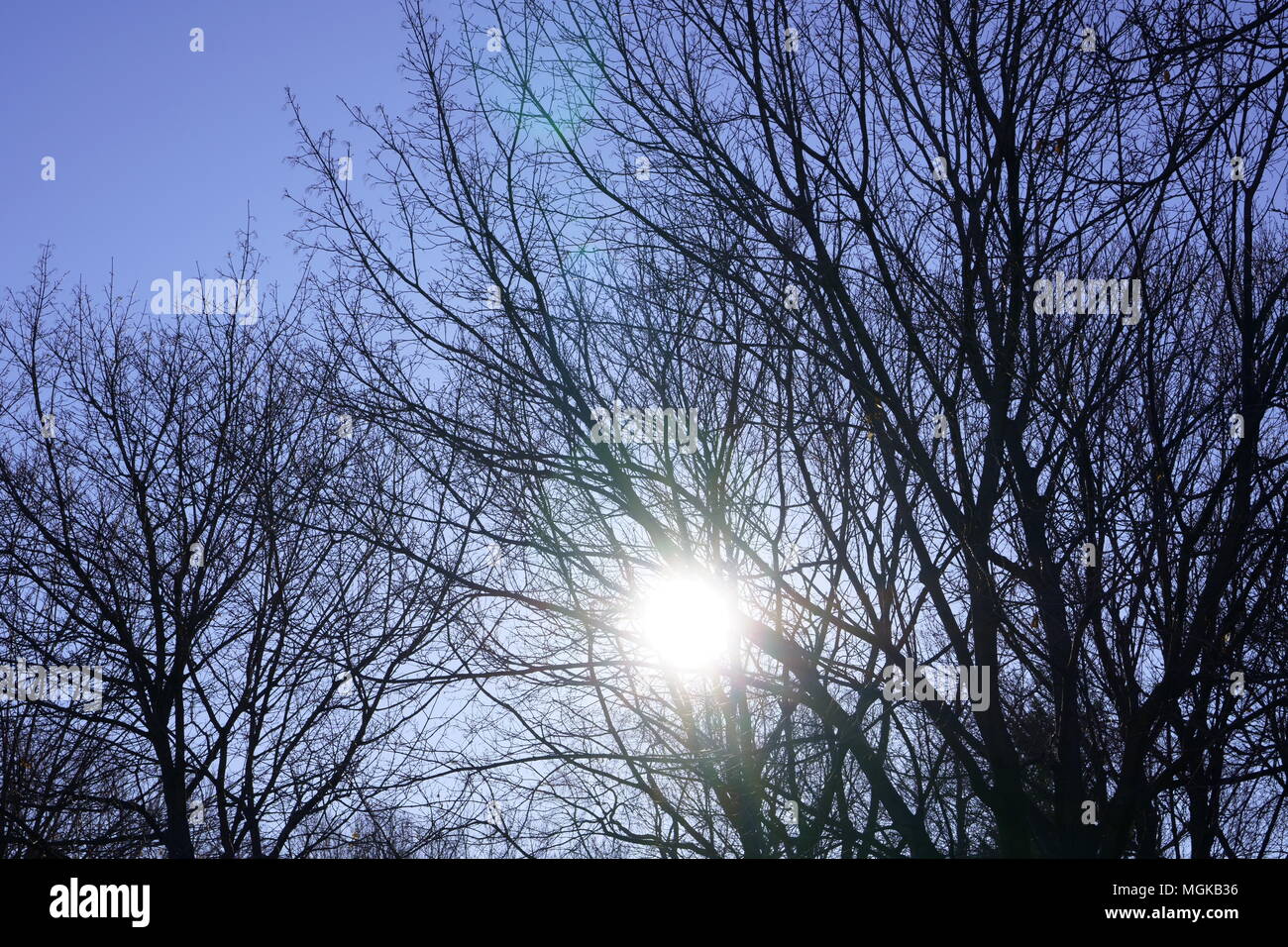 God rays through trees hi-res stock photography and images - Alamy
