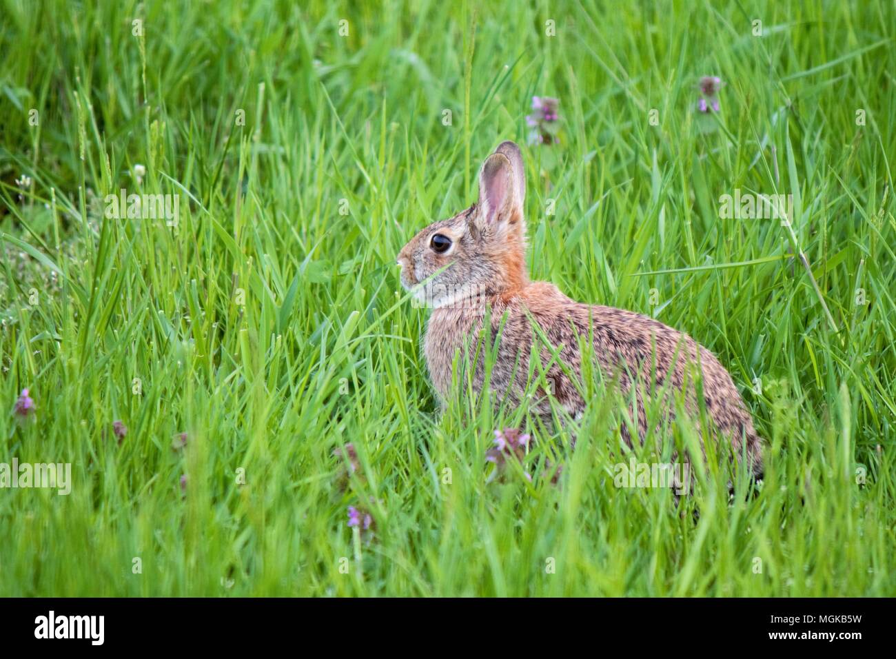 With prey hare hi-res stock photography and images - Alamy