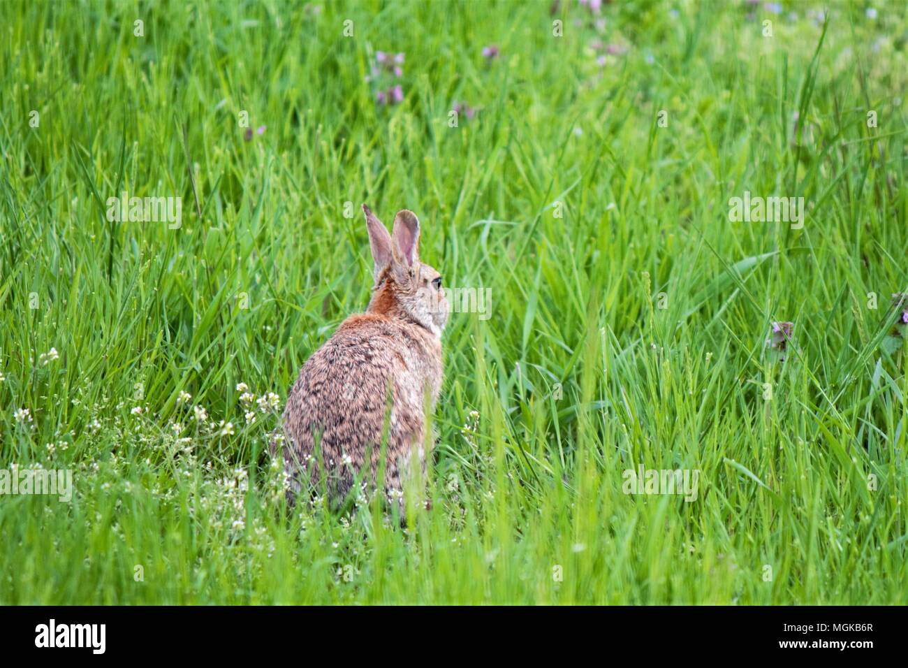 With prey hare hi-res stock photography and images - Alamy