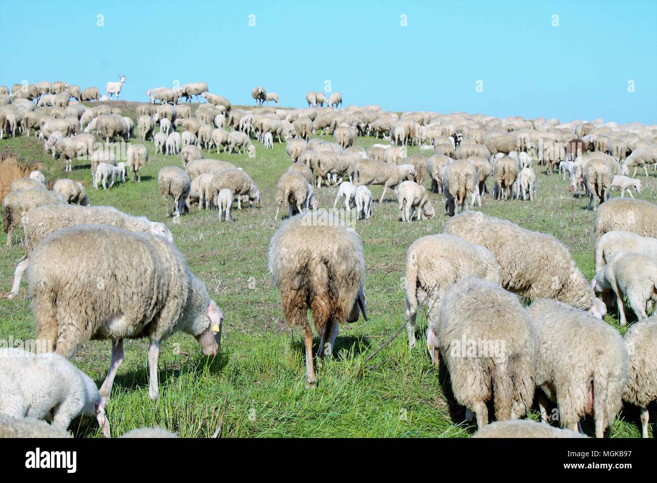 Bleating domestic sheep hi-res stock photography and images - Alamy