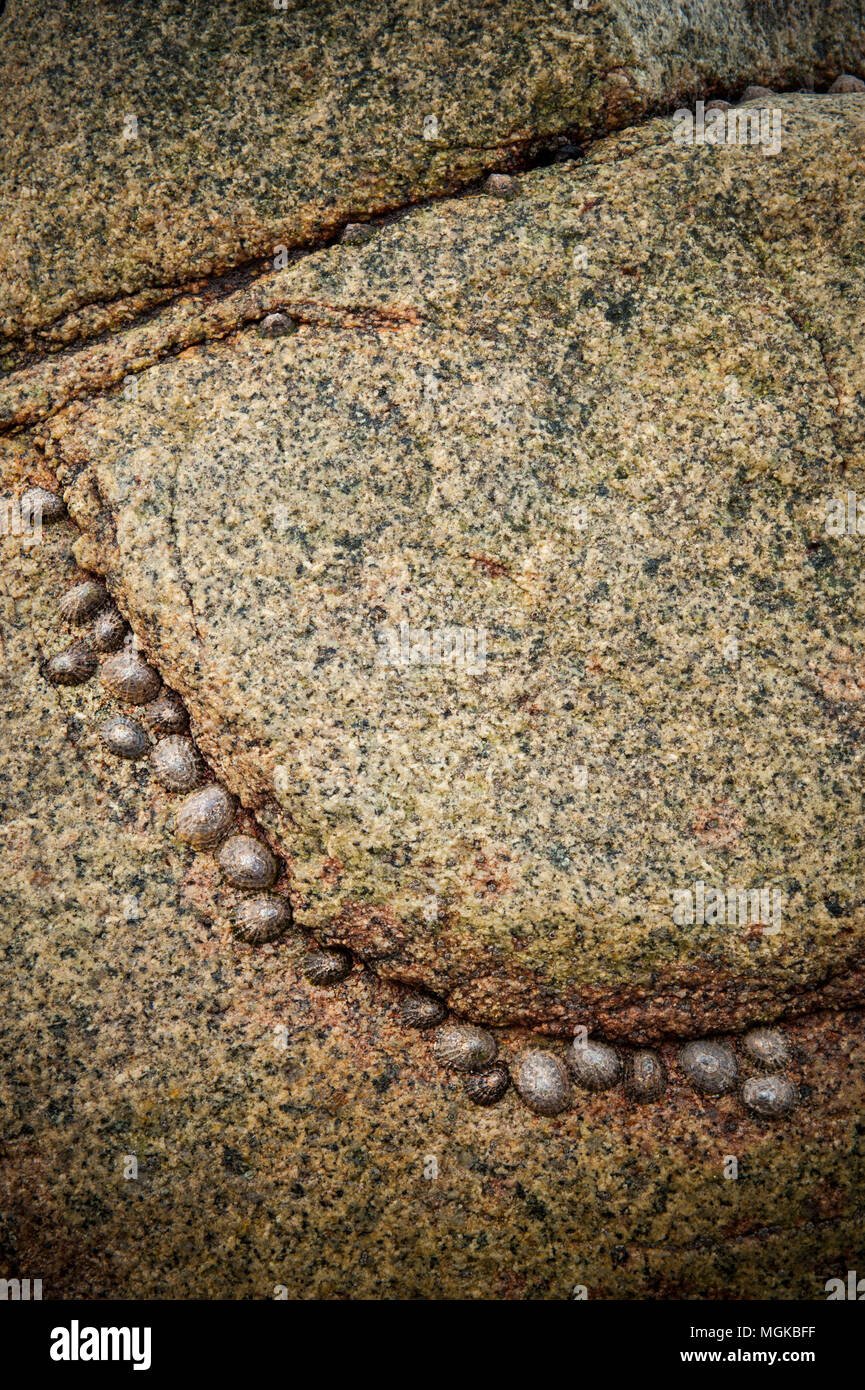 Limpets on rock Stock Photo - Alamy