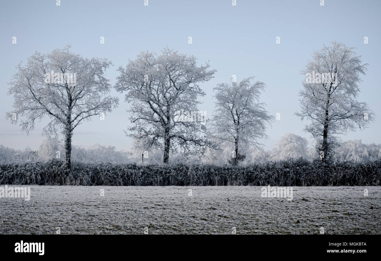 Four trees covered in hoar frost Stock Photo - Alamy