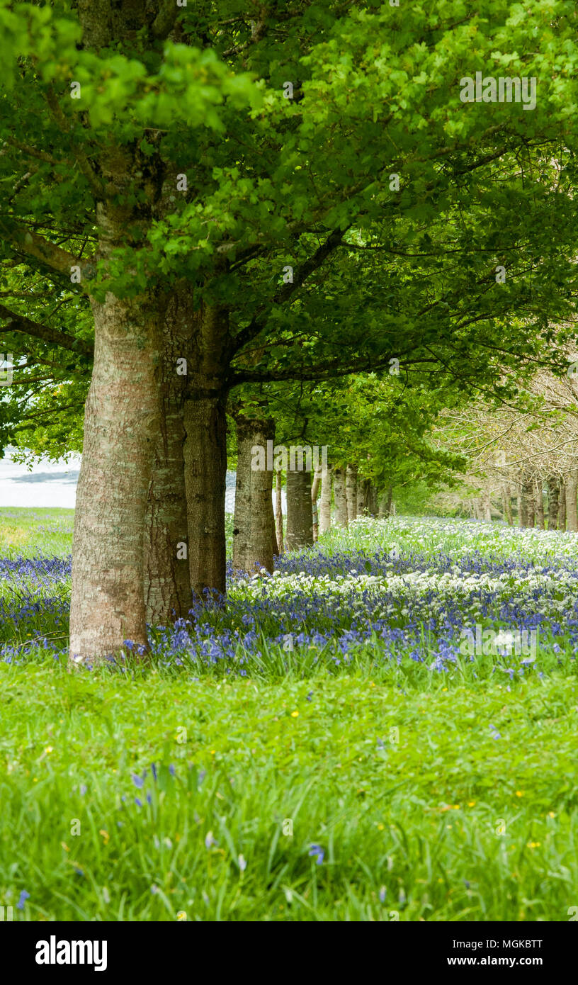 Spring trees wild garlic hi-res stock photography and images - Alamy