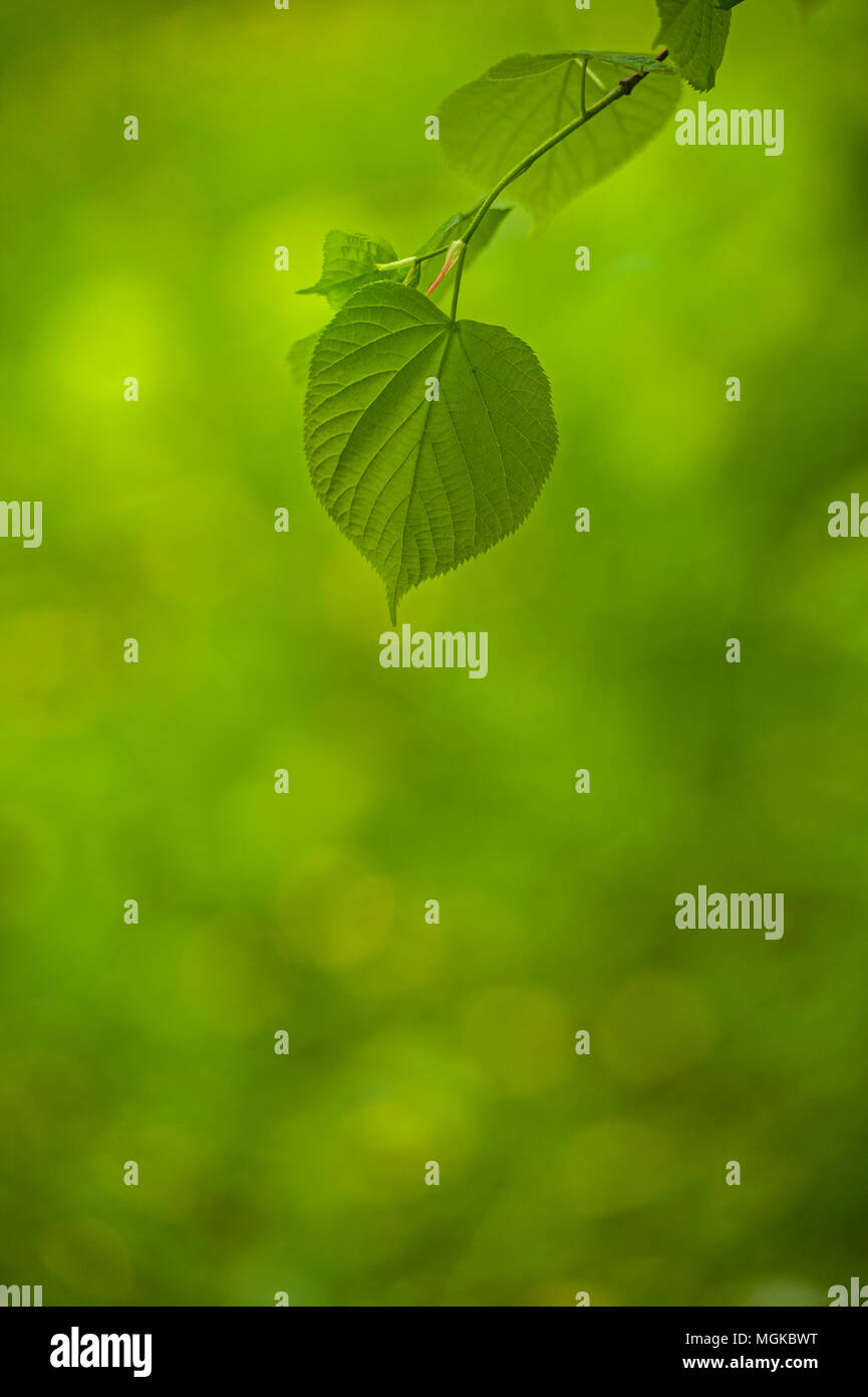 Spring green new leaves growing Stock Photo - Alamy