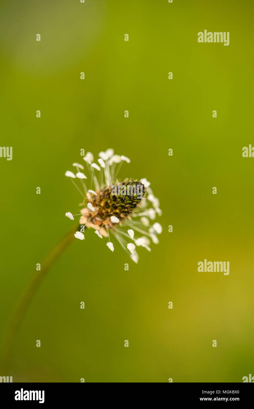 Flowering grass head Stock Photo - Alamy