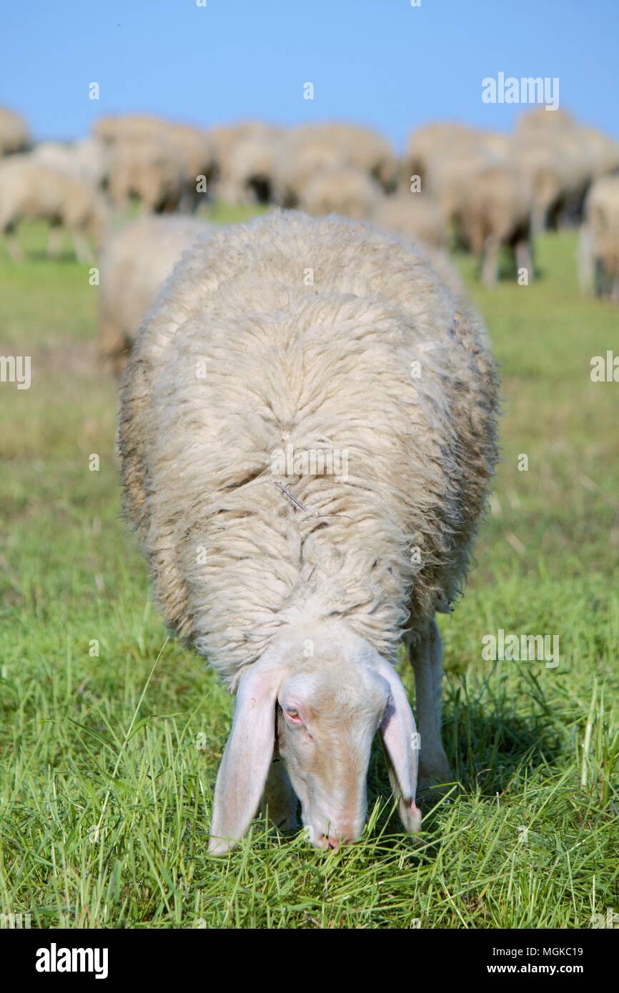 Bleating domestic sheep hi-res stock photography and images - Alamy