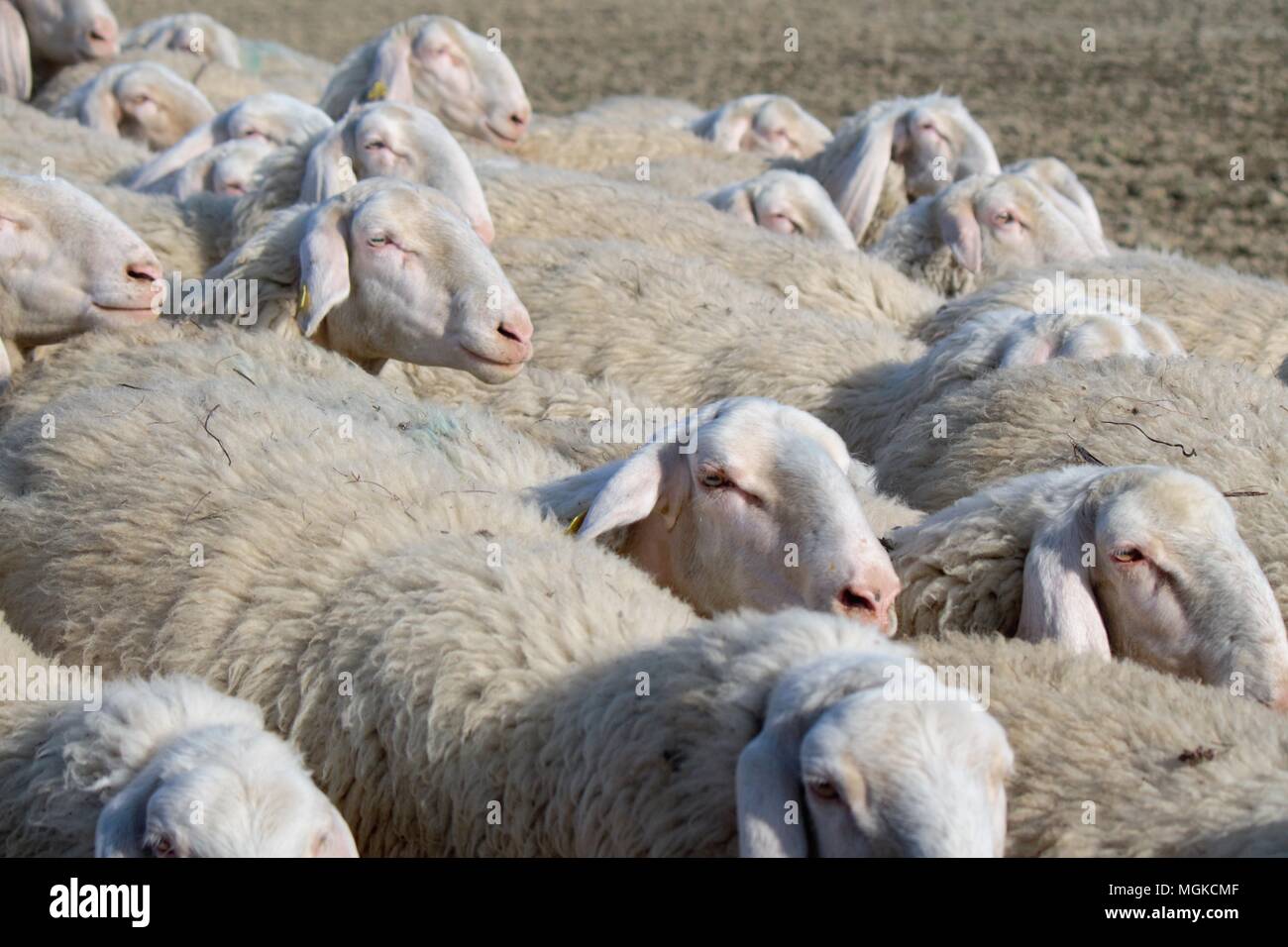 Sheep breeding industry hi-res stock photography and images - Alamy