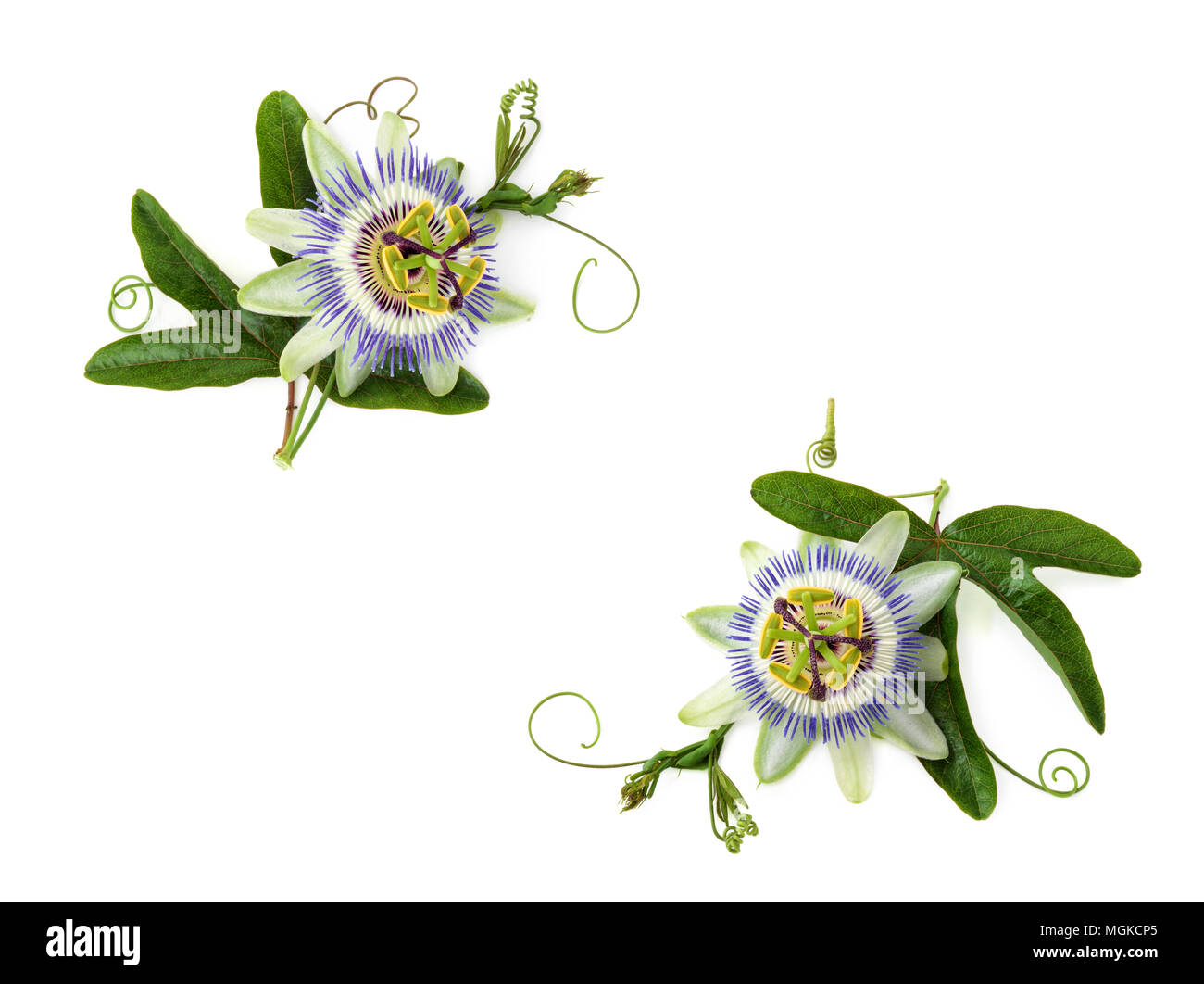 Purple crown flower Cut Out Stock Images & Pictures - Alamy
