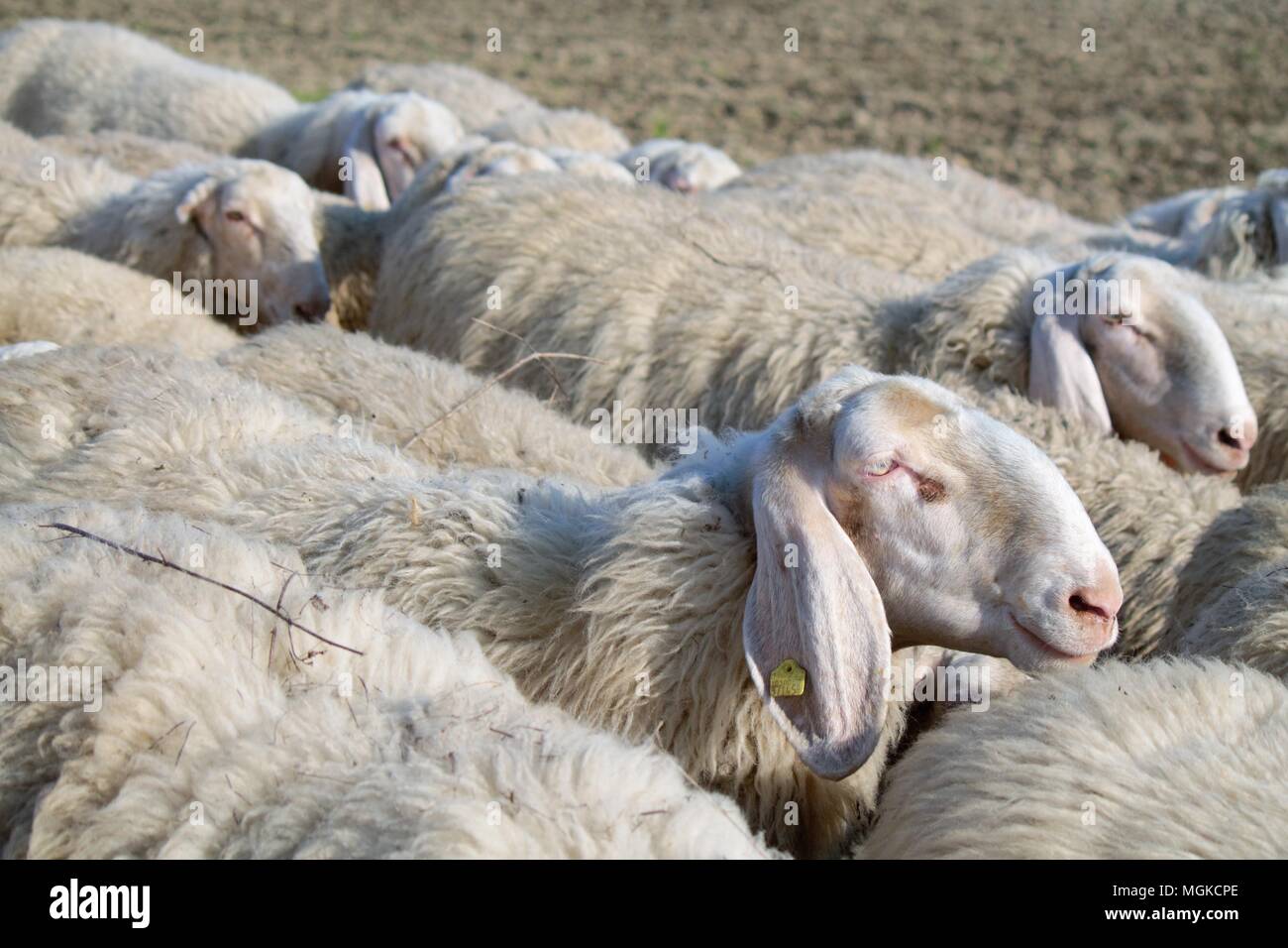 Sheeps transhumance hi-res stock photography and images - Alamy