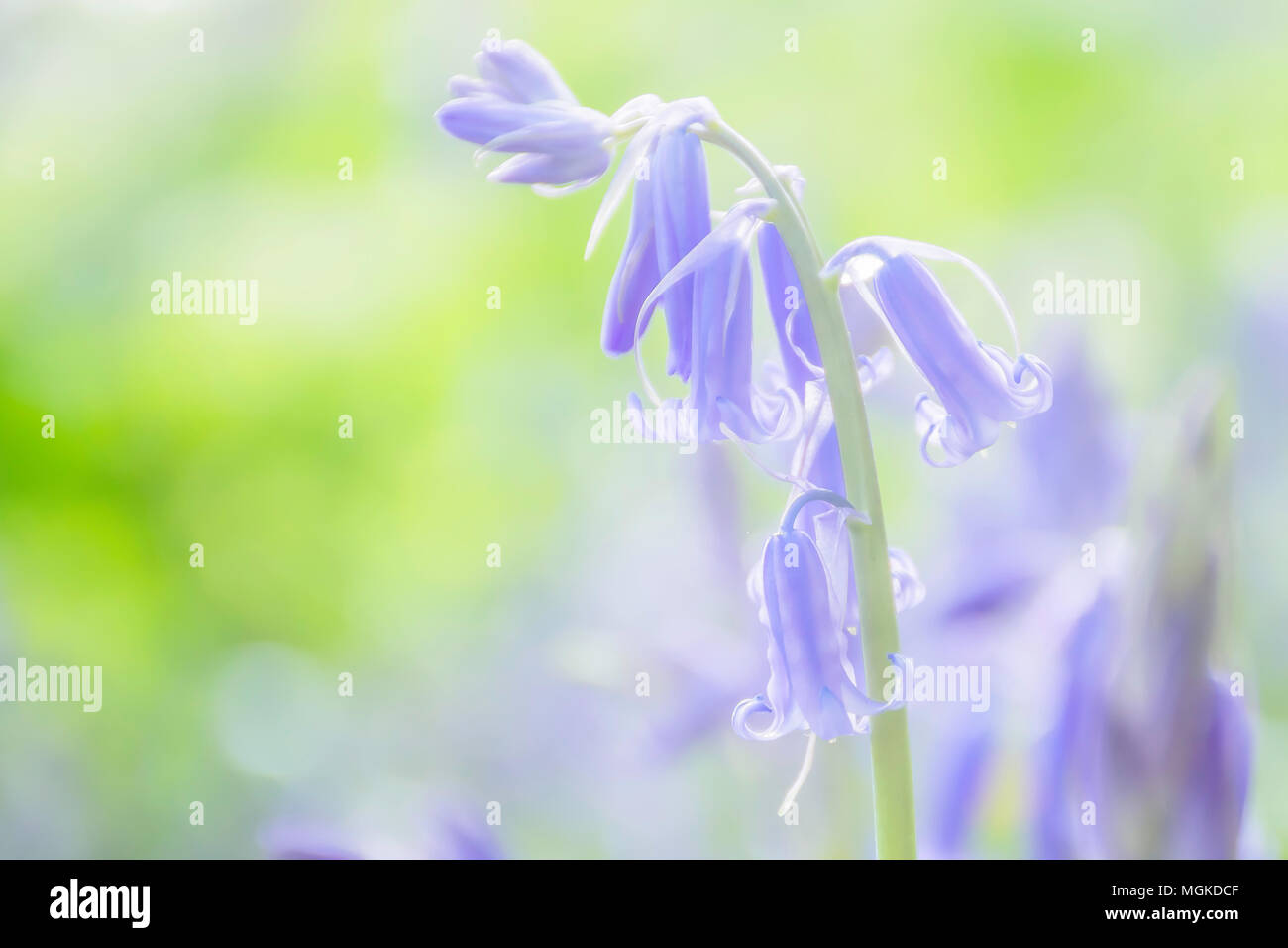Bluebells in british woodland in spring and morning sunlight on forest ...