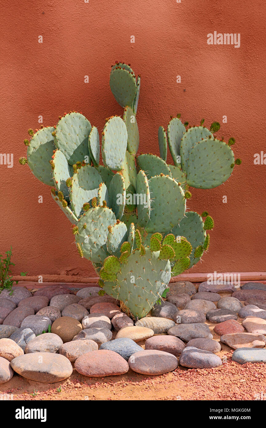 Prickly Pear cacti against a wall in old Las Cruces NM Stock Photo - Alamy