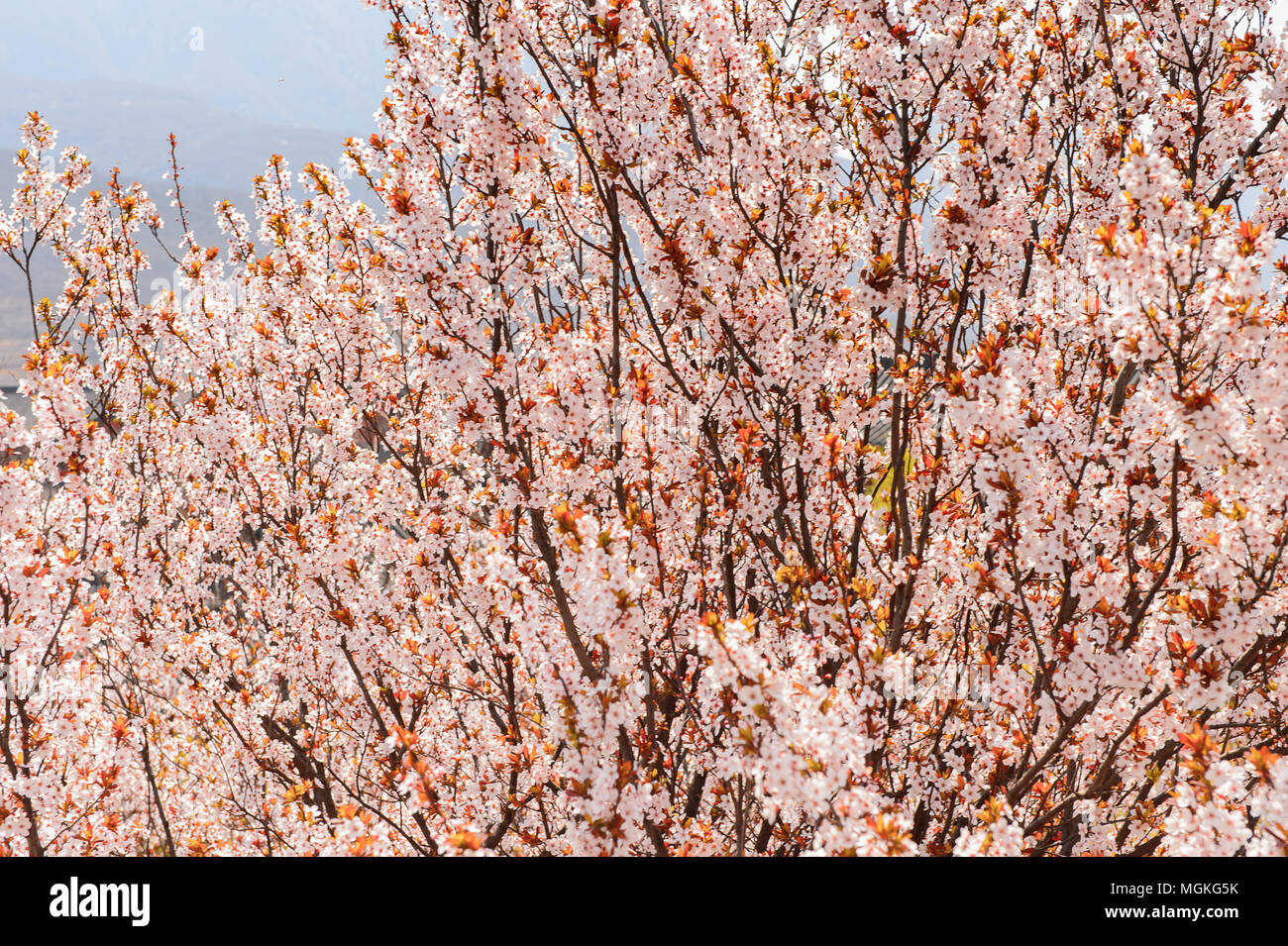 Sakura at the Authentic Shaolin Monastery (Shaolin Temple), a Zen ...