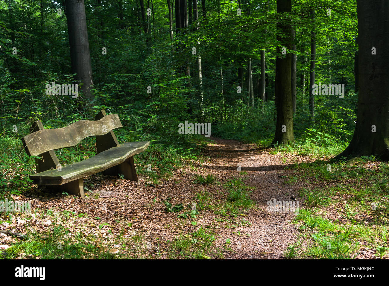 Wooden bench on a narrow forest path Stock Photo - Alamy