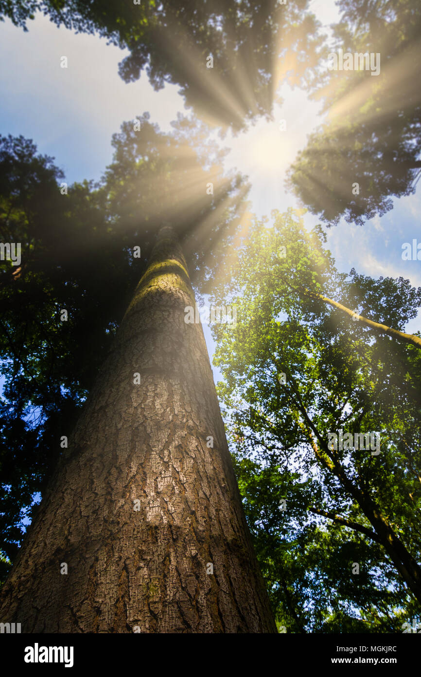 Giant tree from the perspective of the bottom Stock Photo - Alamy