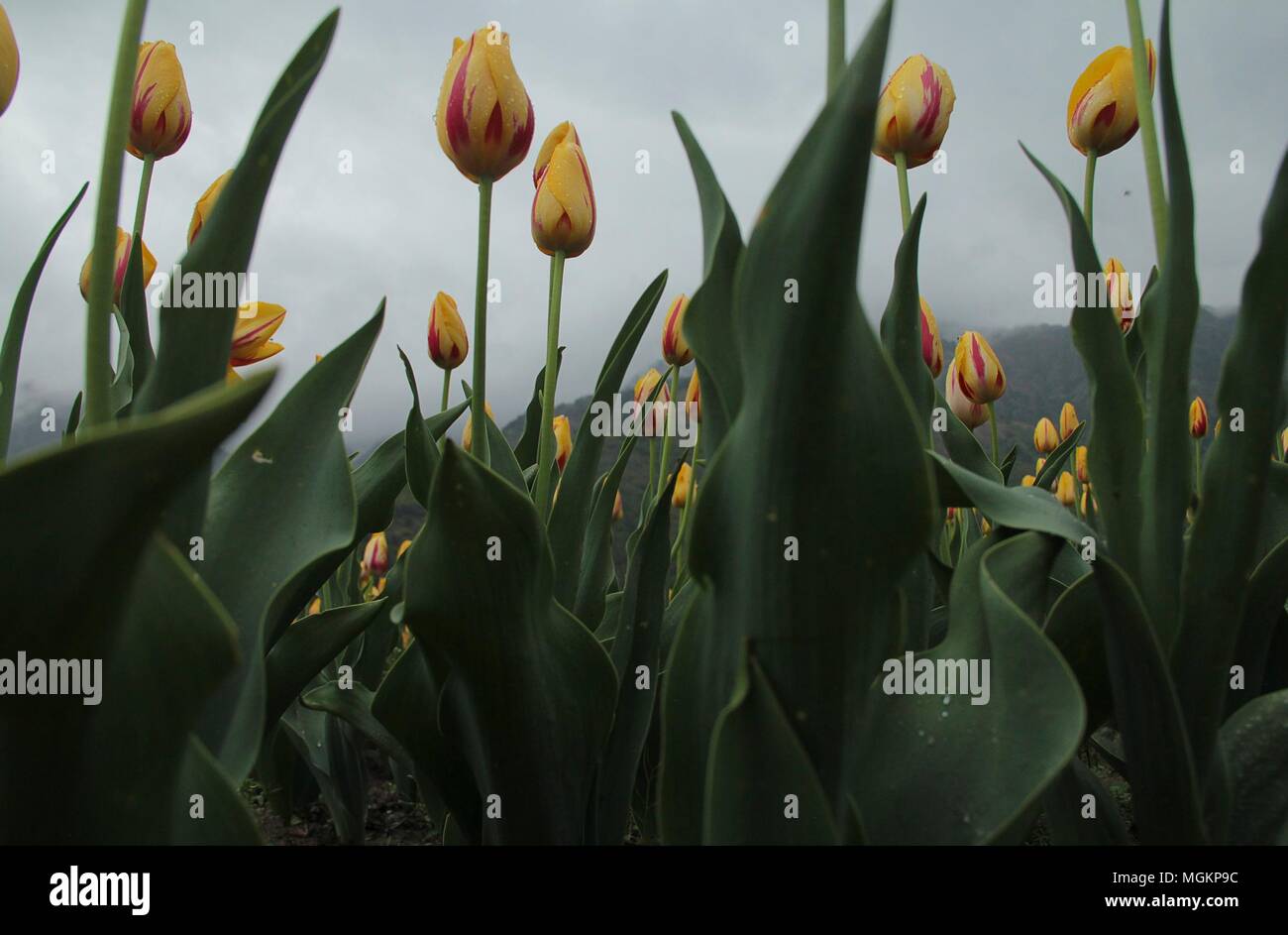 Zabarwan range hi-res stock photography and images - Alamy