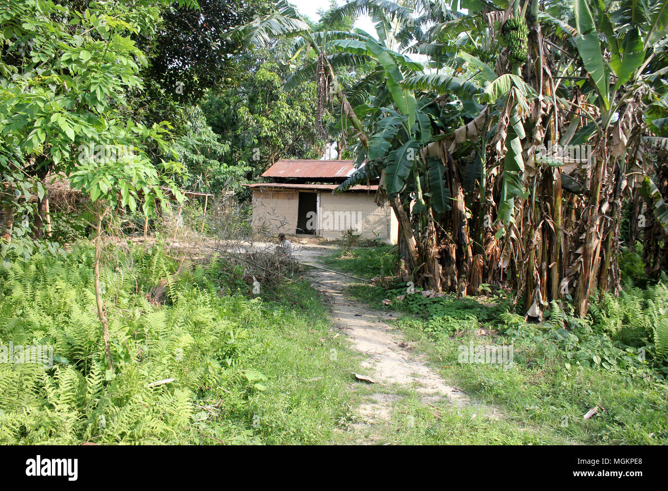 Bamboo home assam india hi-res stock photography and images - Alamy