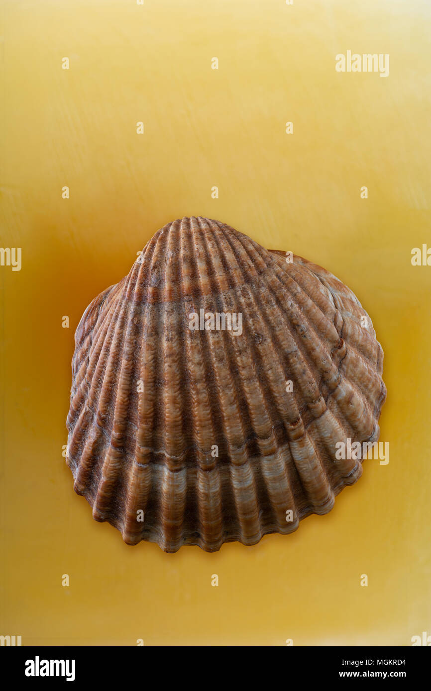Sea shell from the beach of the village of Laredo, Cantabria, north of ...