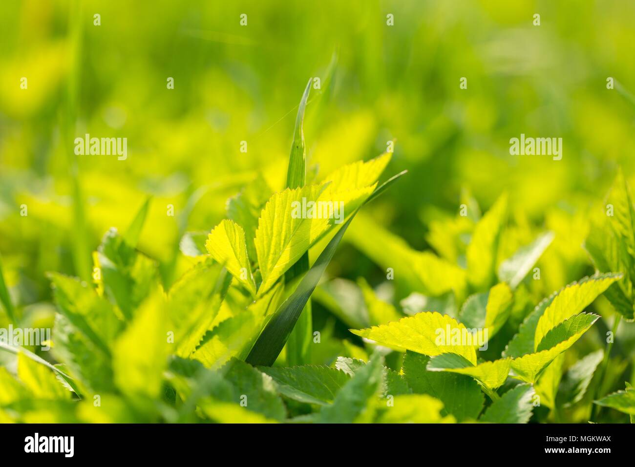 Green spring leaves in close up. Spring background with green leaves of ...
