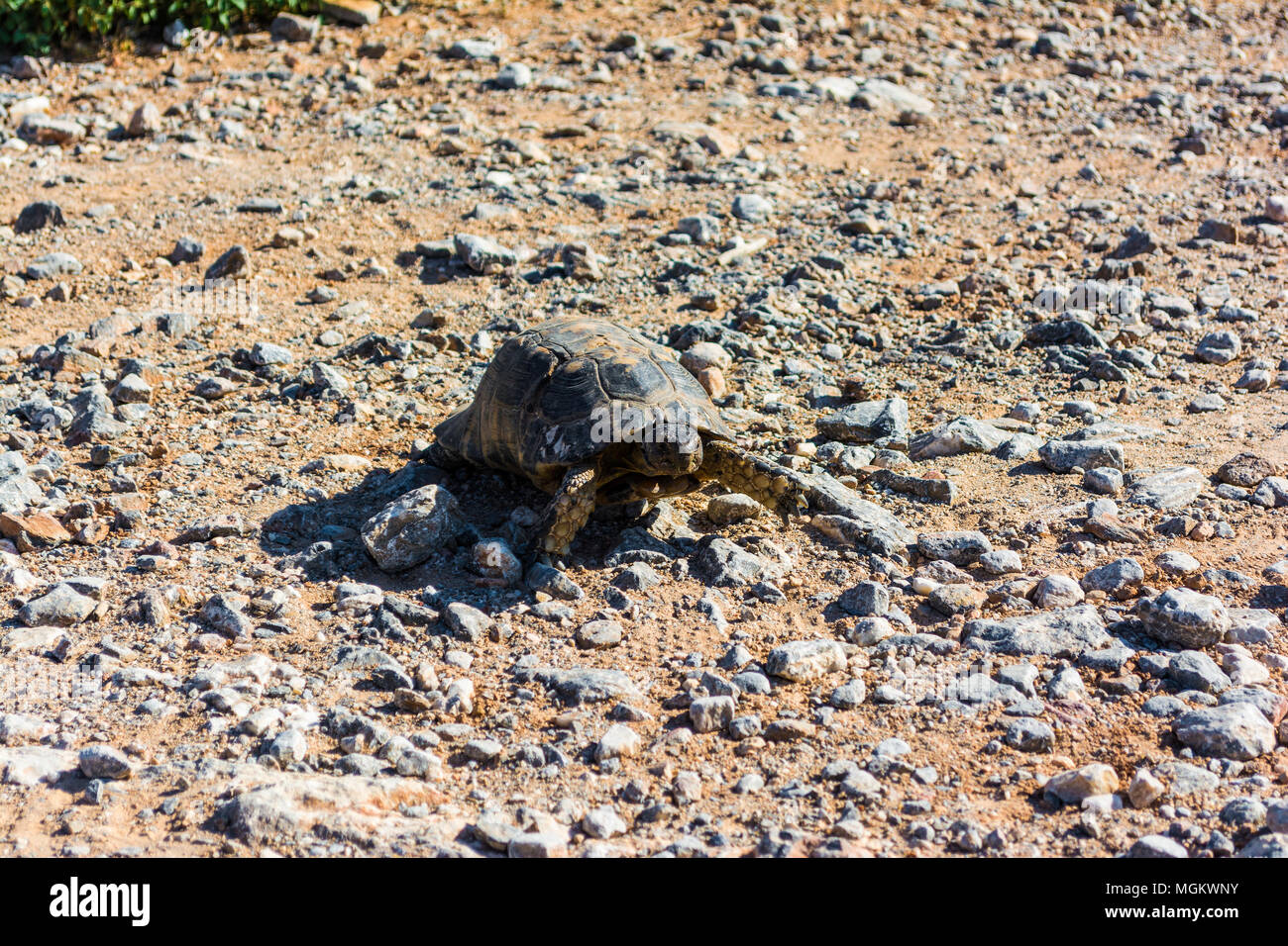 Turtle on gravel hi-res stock photography and images - Alamy