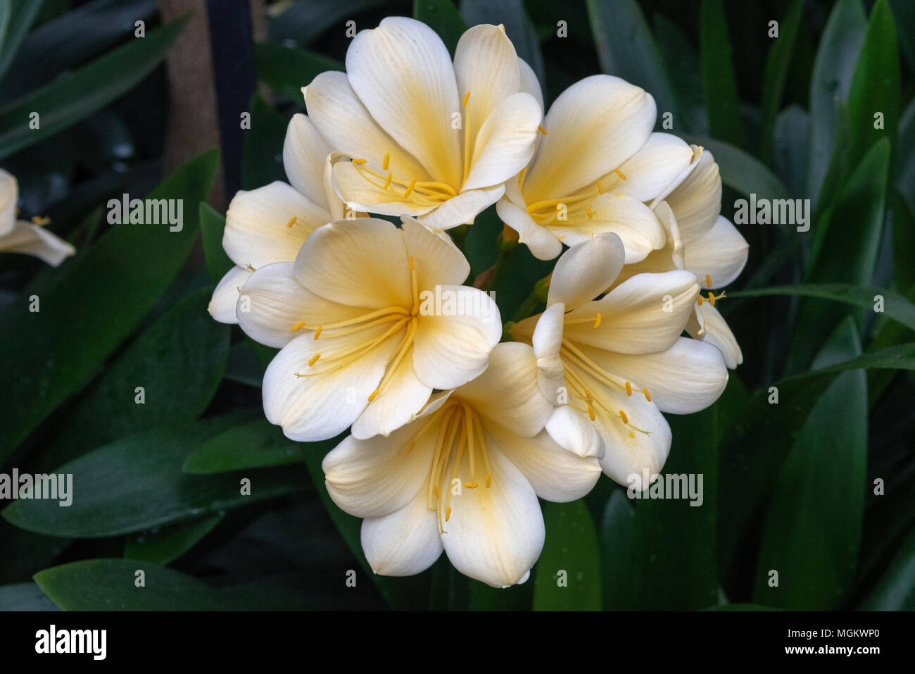 Yellow clivia miniata hi-res stock photography and images - Alamy
