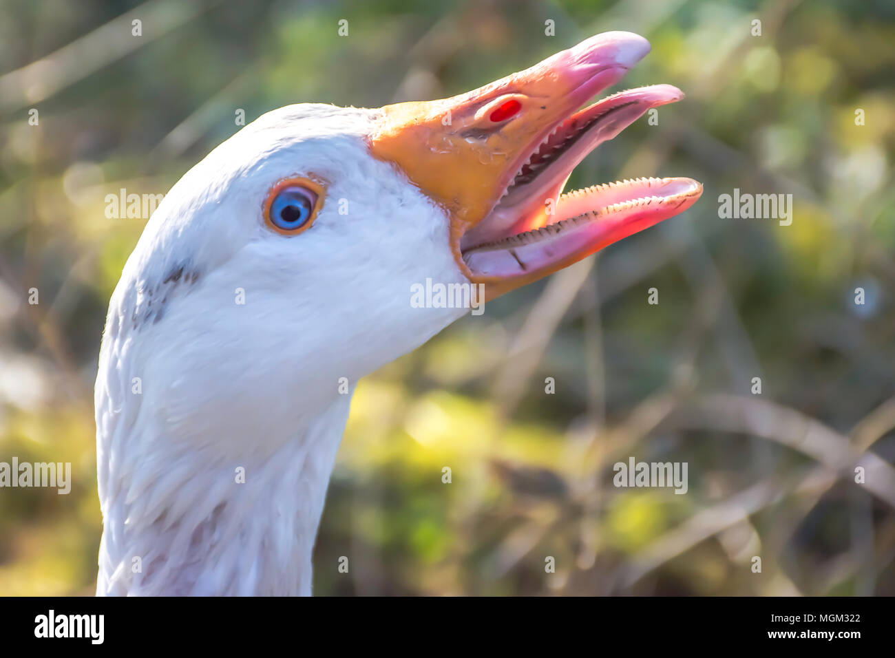 White goose with open beak and blue eyes,close up portrait.Stuning ...
