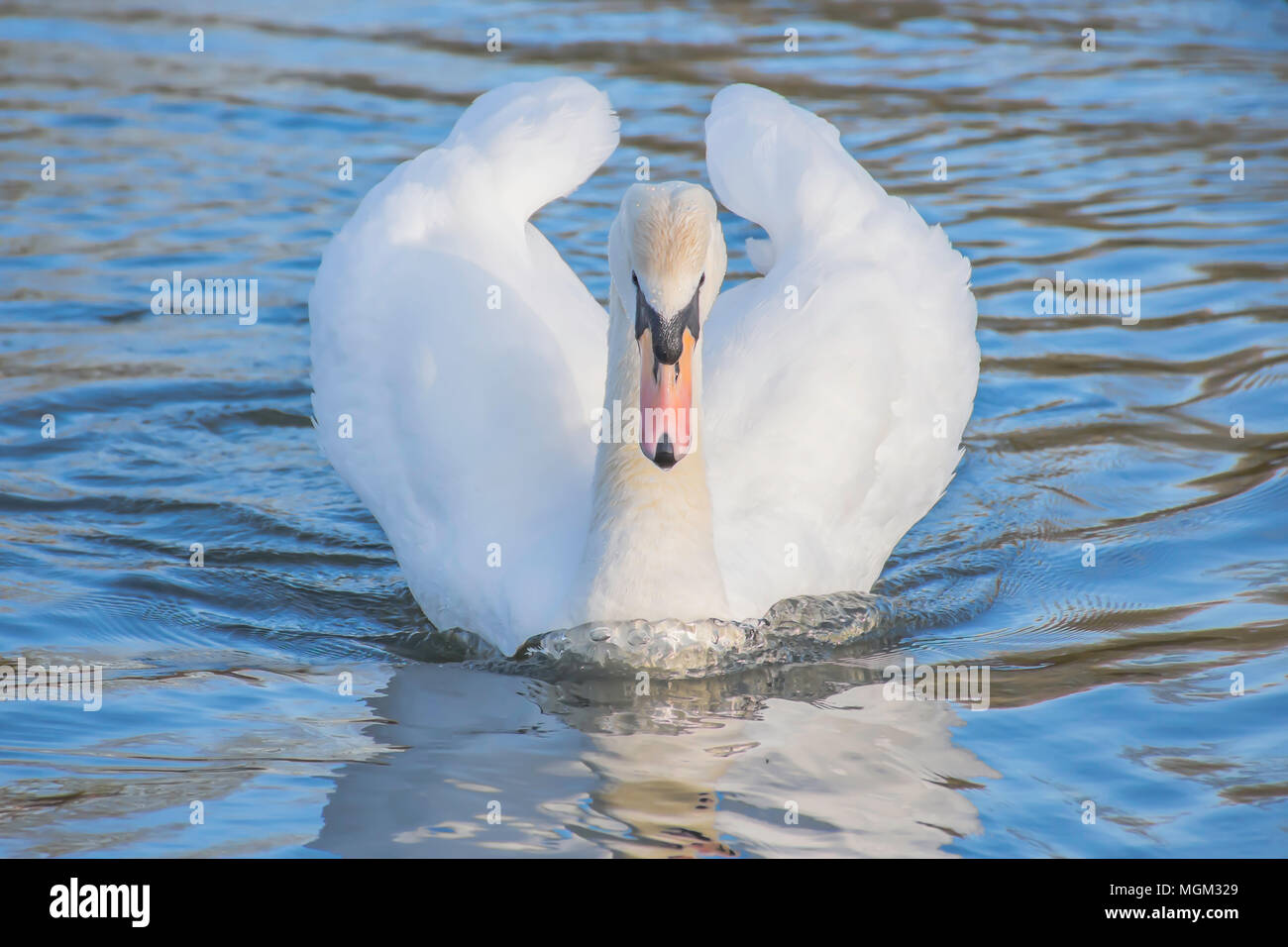 White swan floating on water surface looking into camera.Stunning ...