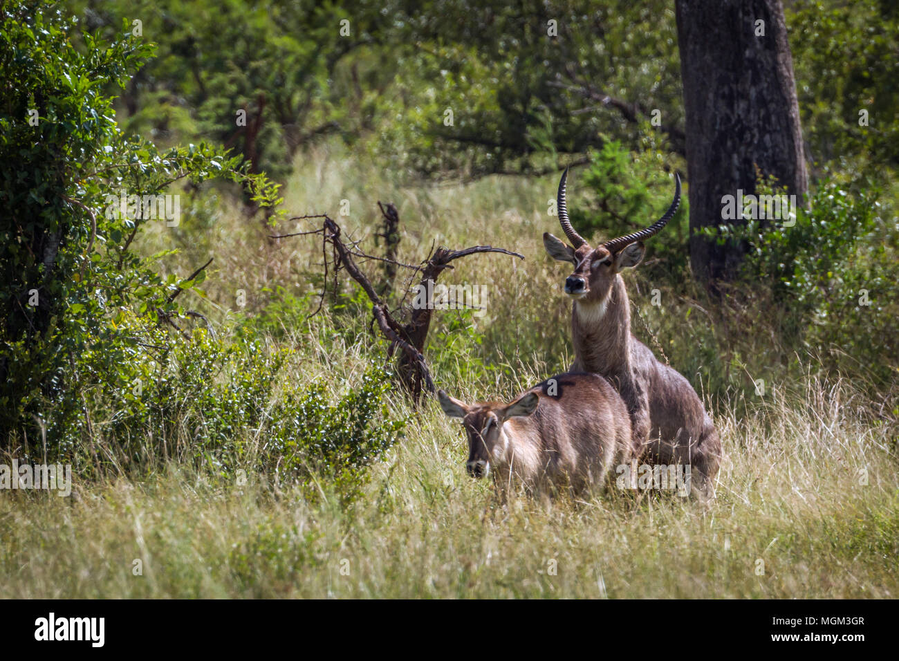 Mating antelope hi-res stock photography and images - Alamy