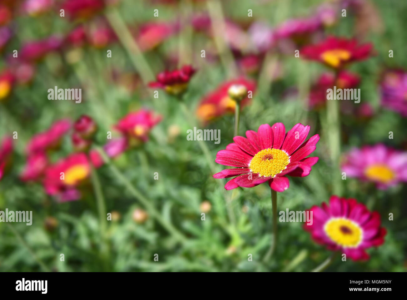 Group daisies flower garden hi-res stock photography and images - Alamy