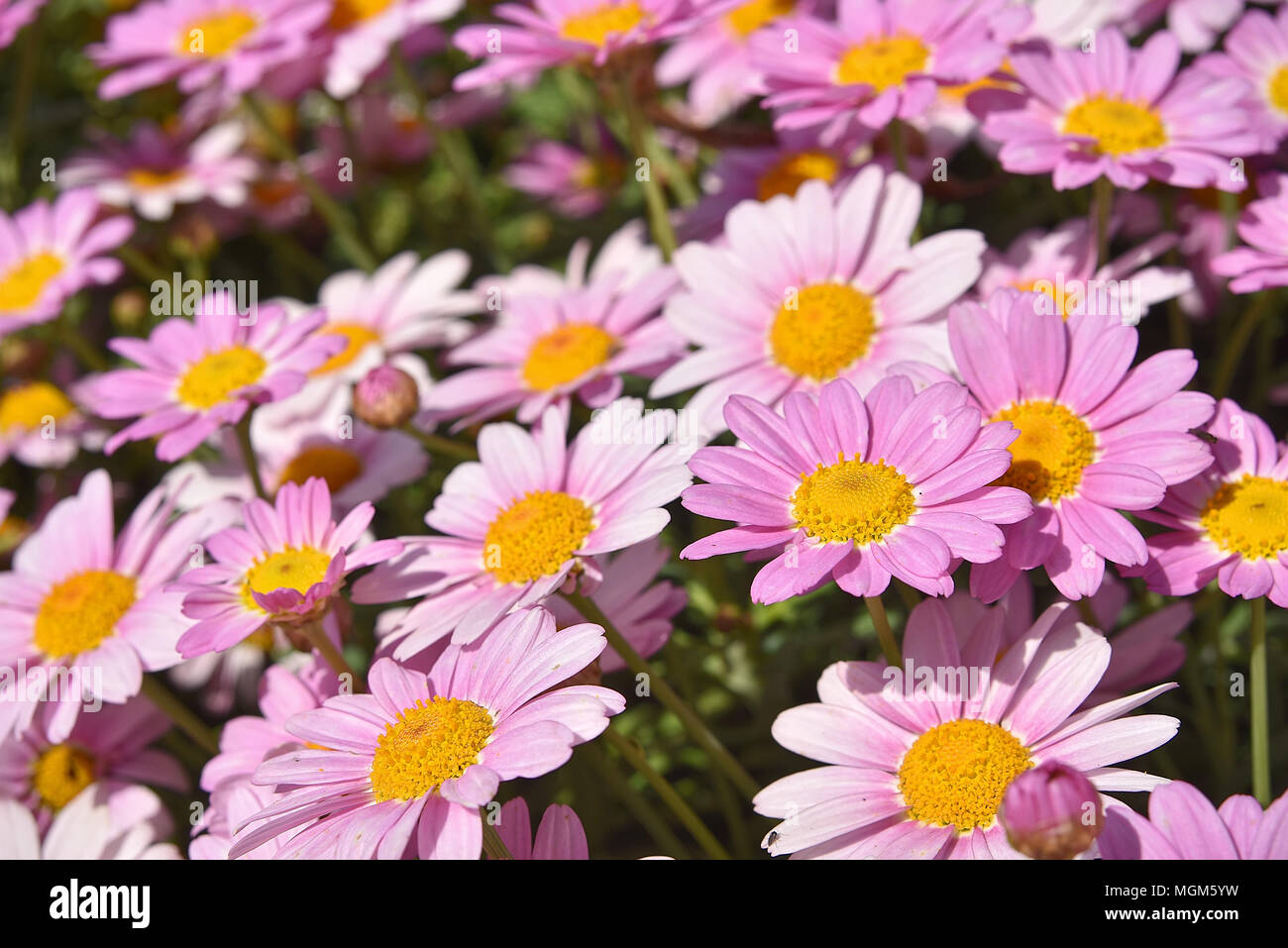 Group daisies flower garden hi-res stock photography and images - Alamy