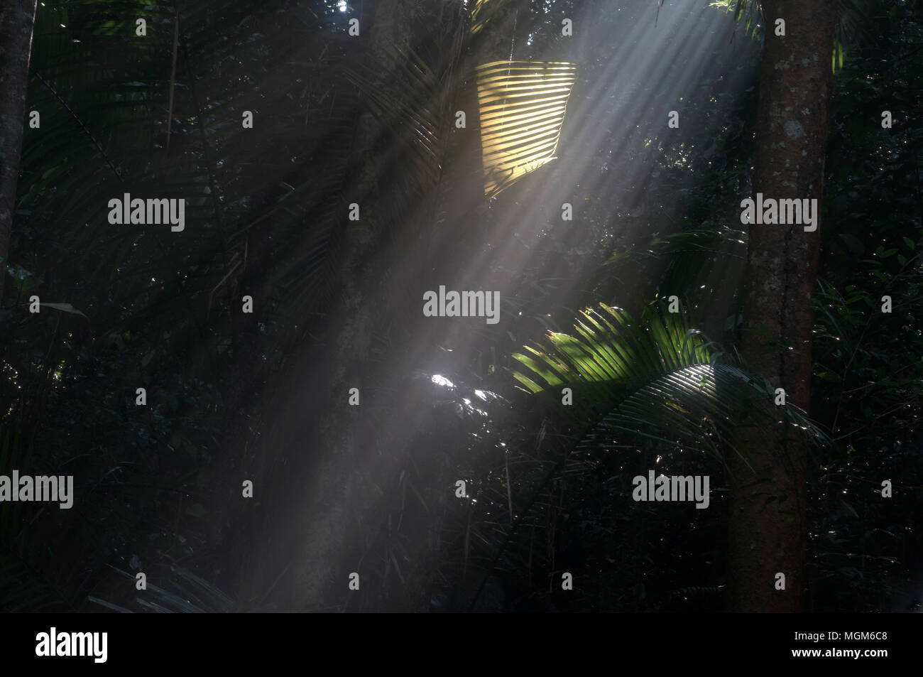 Equatorial rain forest hi-res stock photography and images - Alamy