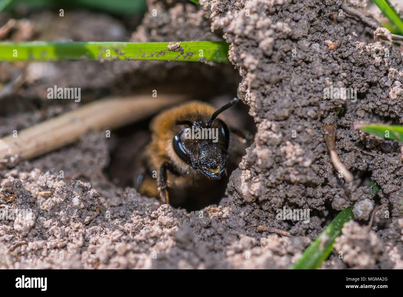 Single female mining bee in her hole on the ground Stock Photo - Alamy