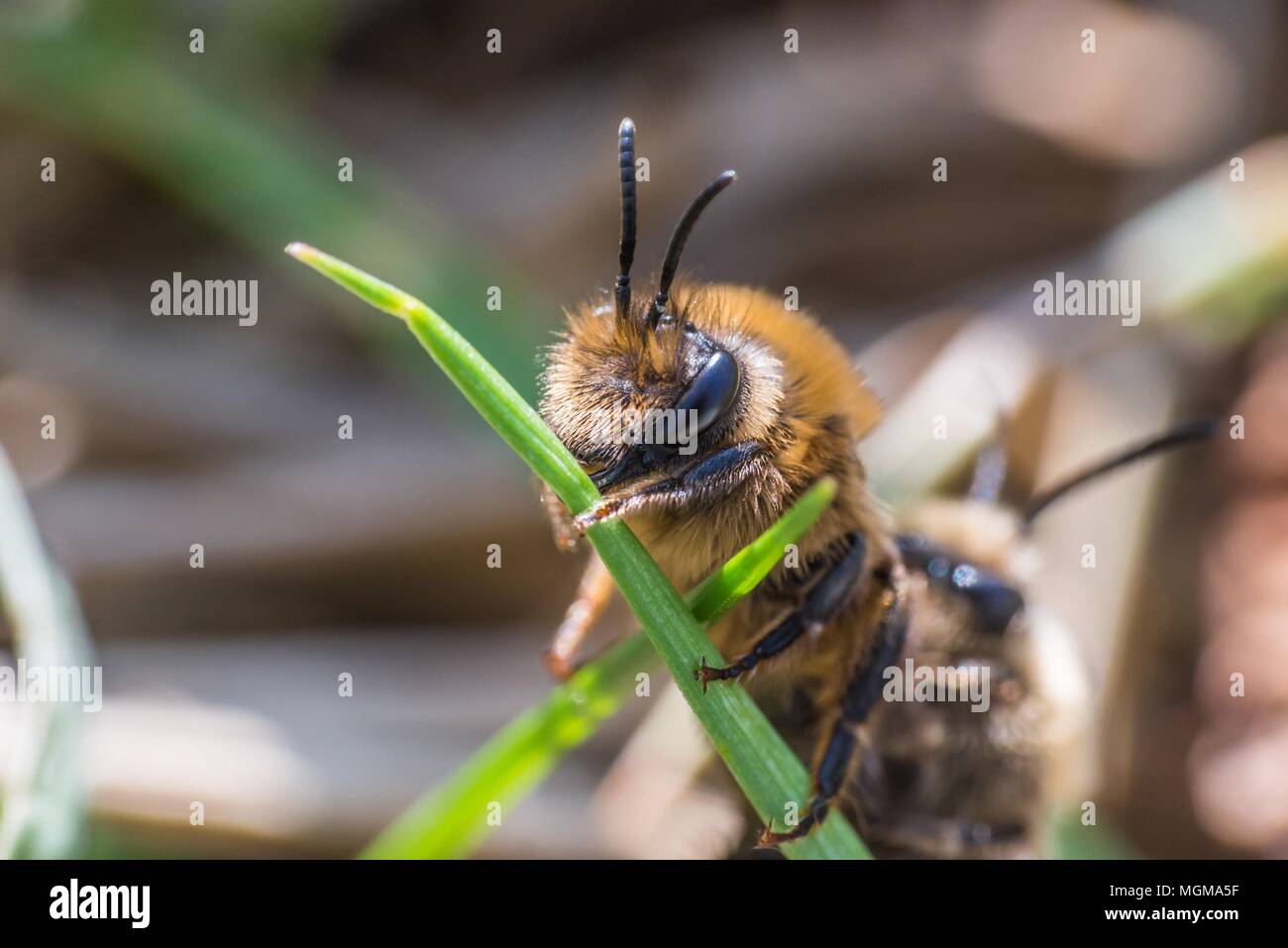 Female mining bee gets copulated by male mining bee Stock Photo - Alamy