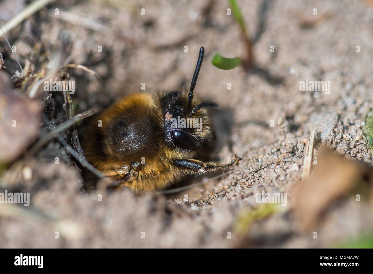 Single female mining bee in her hole on the ground Stock Photo - Alamy