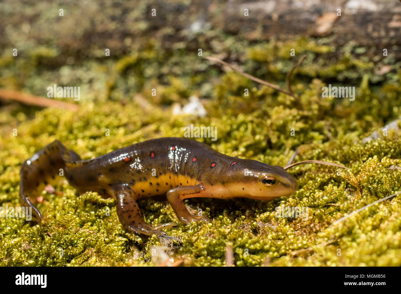 Adult eastern newt - Notophthalmus viridescens Stock Photo - Alamy