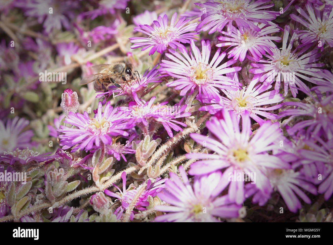 Bee on cactus flower hi-res stock photography and images - Alamy