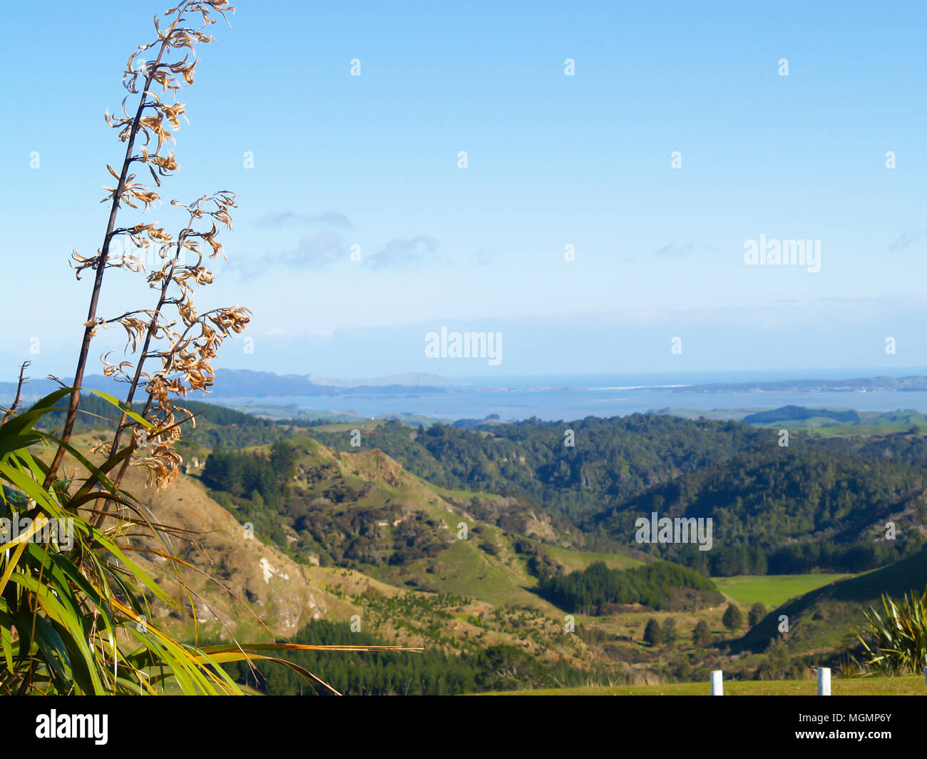 Typical New Zealand rolling coastal countryside Stock Photo - Alamy