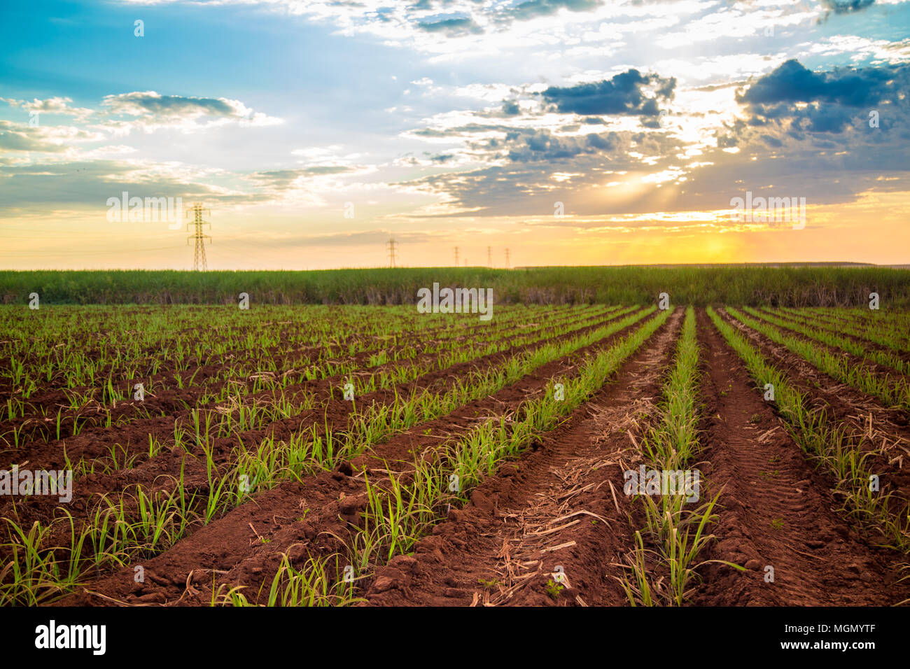 Sugar cane sunset plantation beautiful Stock Photo - Alamy
