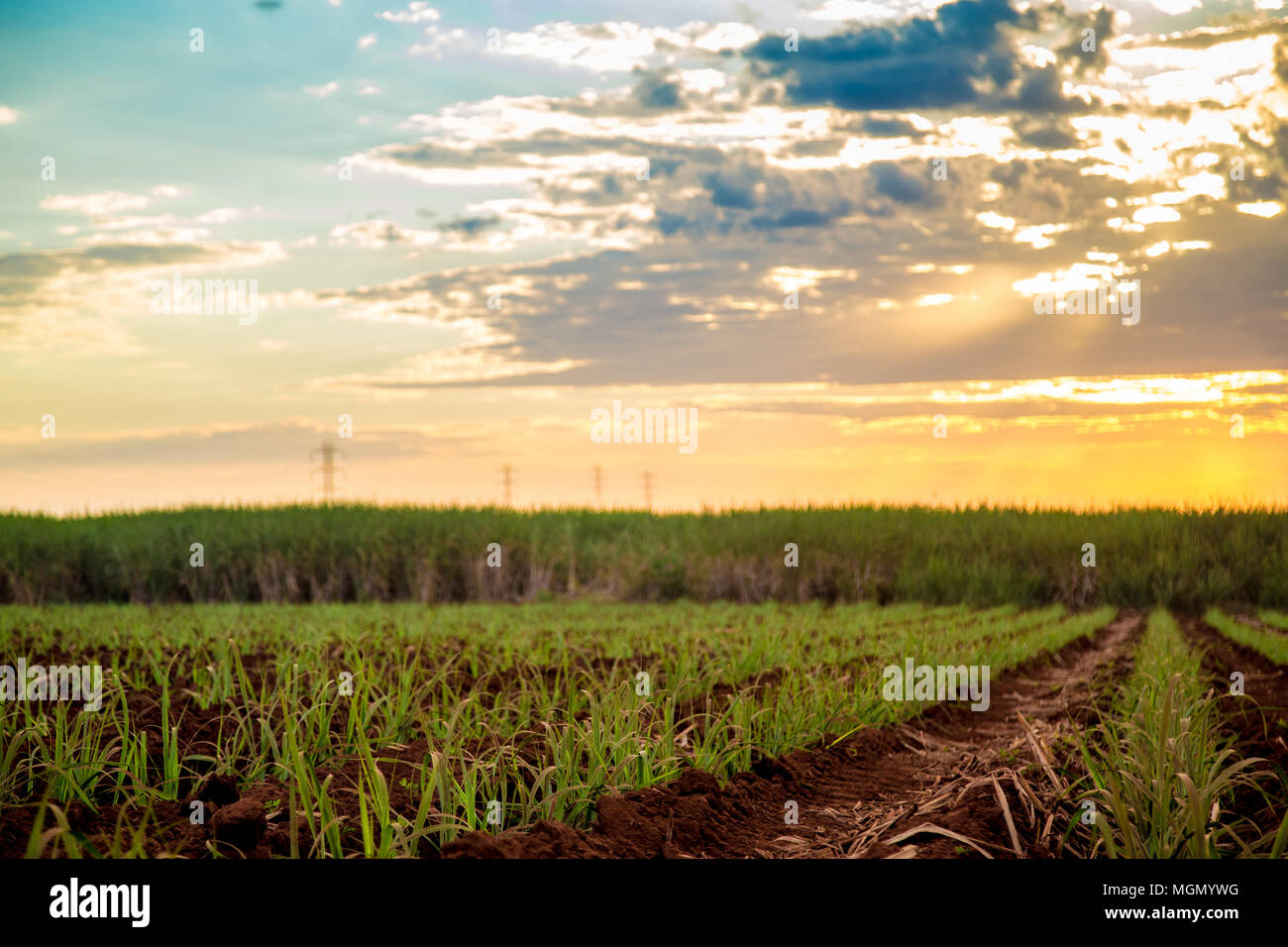 Sugar cane sunset plantation beautiful Stock Photo - Alamy