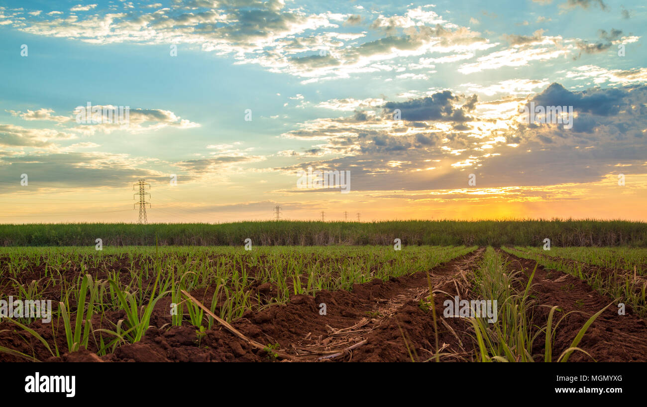 Sugar cane sunset plantation beautiful Stock Photo - Alamy