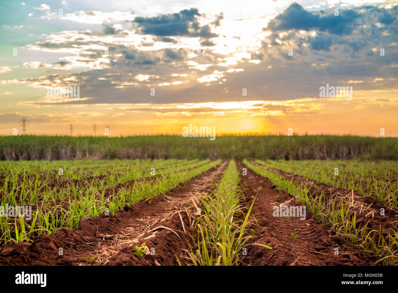 Sugar cane sunset plantation beautiful Stock Photo - Alamy