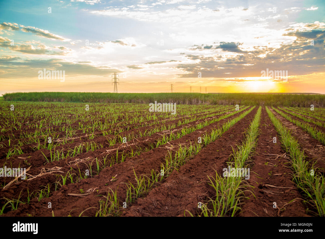 Sugar cane sunset plantation beautiful Stock Photo - Alamy